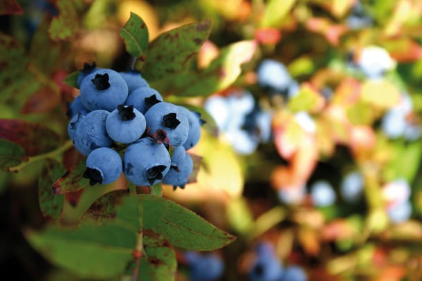 Petits fruits nordiques - Créneau d'excellence AgroBoréal